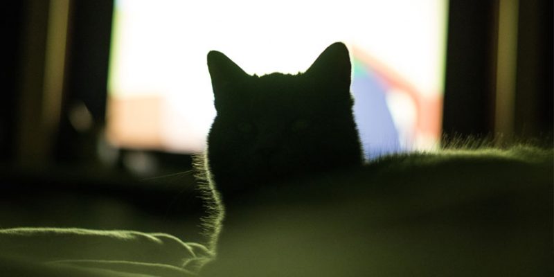 Six Greatest Cat TV Commercials of All Time | World's Best Cat Litter®