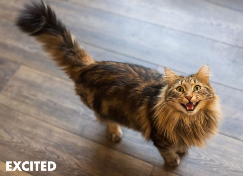 How to Read Your Cat’s Body Language