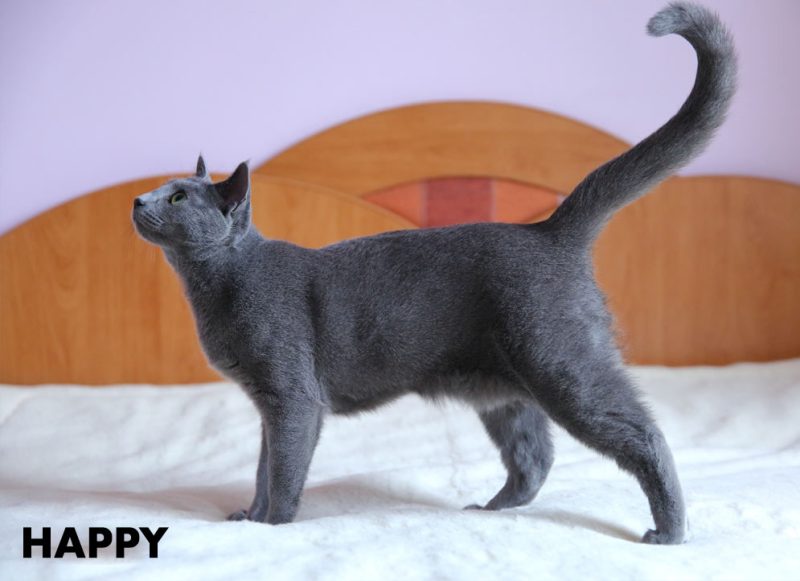 How to Read Your Cat’s Body Language