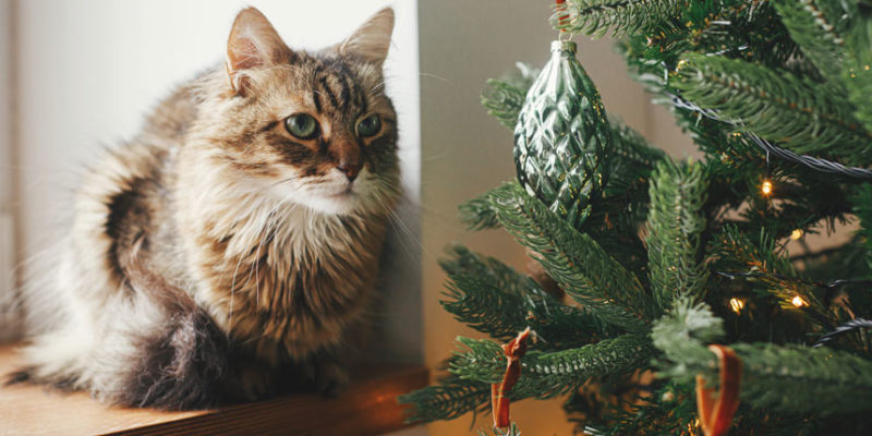'Tis the Season for Cat-Proofing Your Christmas Tree