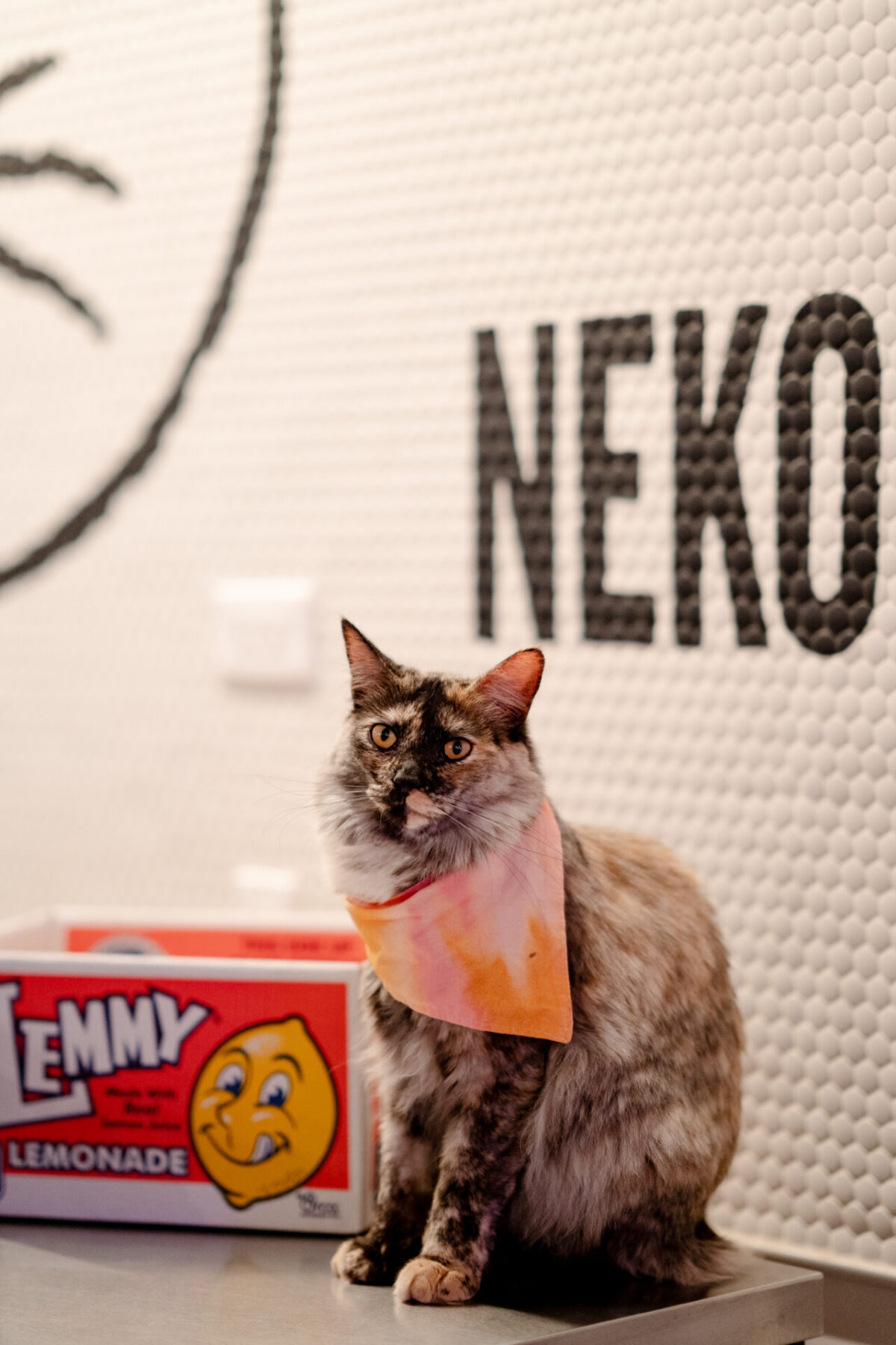 Coffee & Cats: Your Guide to Cat Café Culture