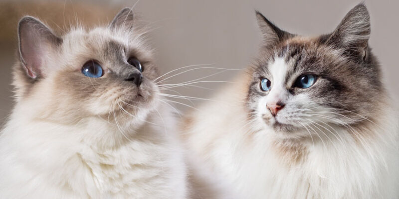 Birman Cat vs. Ragdoll Cat: Decoding the Feline Mystique