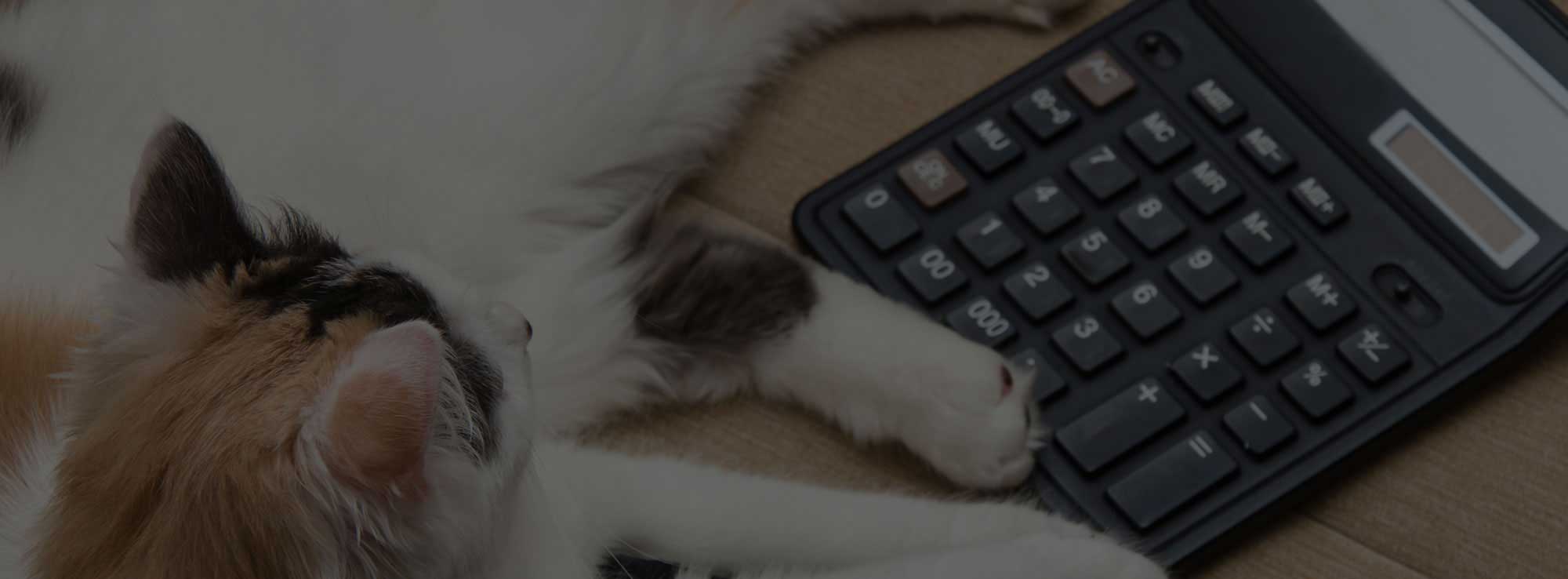 World’s Best Cat Age Calculator | From Cat Years to Human Years