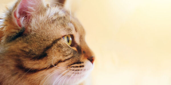 World’s Best Cat Blog | All the Best Cat Stories, News, Tips & More