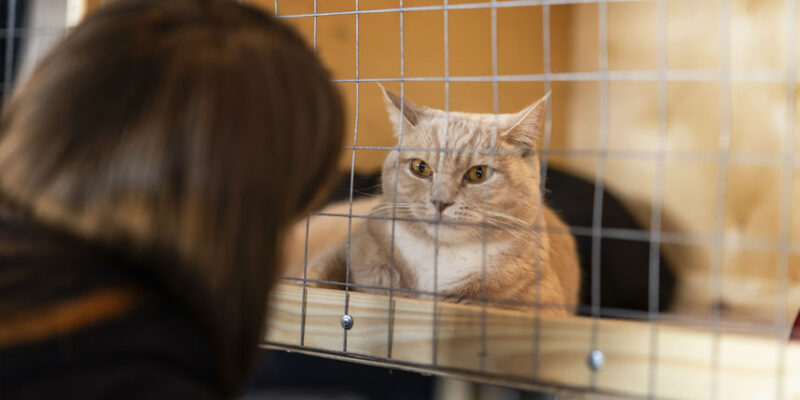 8 Amazing Stories of Cats Getting Rescued & Adopted