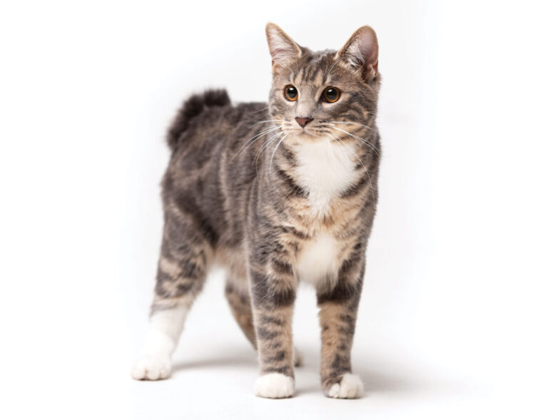 All About American Bobtail Cats | World's Best Cat Litter®