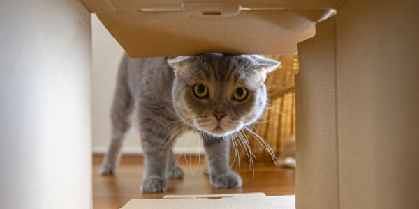 100 Reasons Why We Love Cats | Because Cats are the BEST