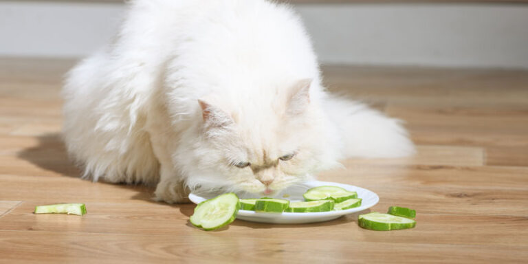 Why Are Cats Afraid of Cucumbers? | World's Best Cat Litter®