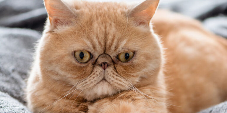 Exotic Shorthair Cats 101: Personality, Care, and Traits